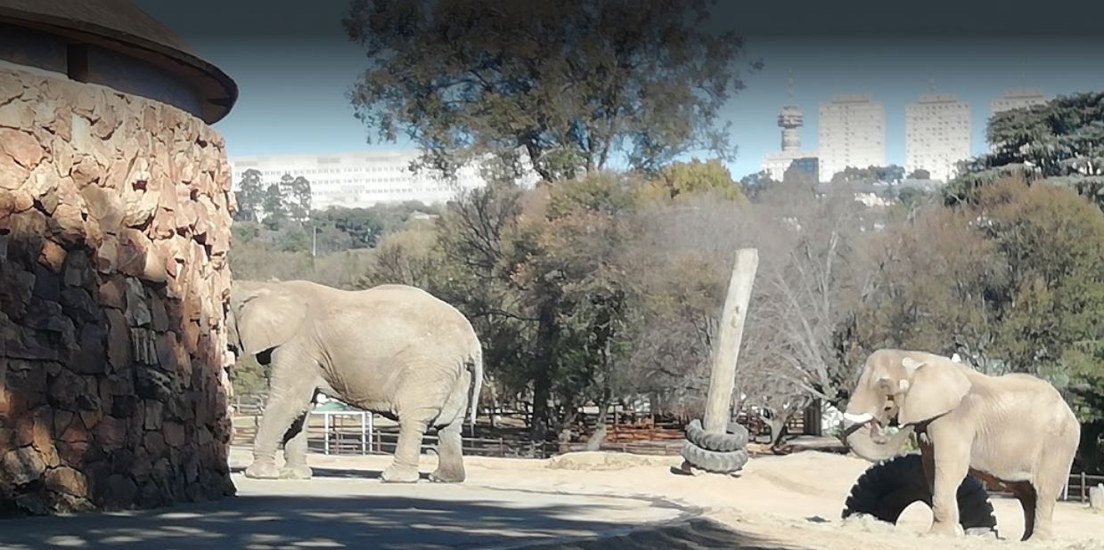 THE CIRCUS AT THE JOHANNESBURG ZOO – RUN BY CLOWNS FROM THE TOP DOWN ...